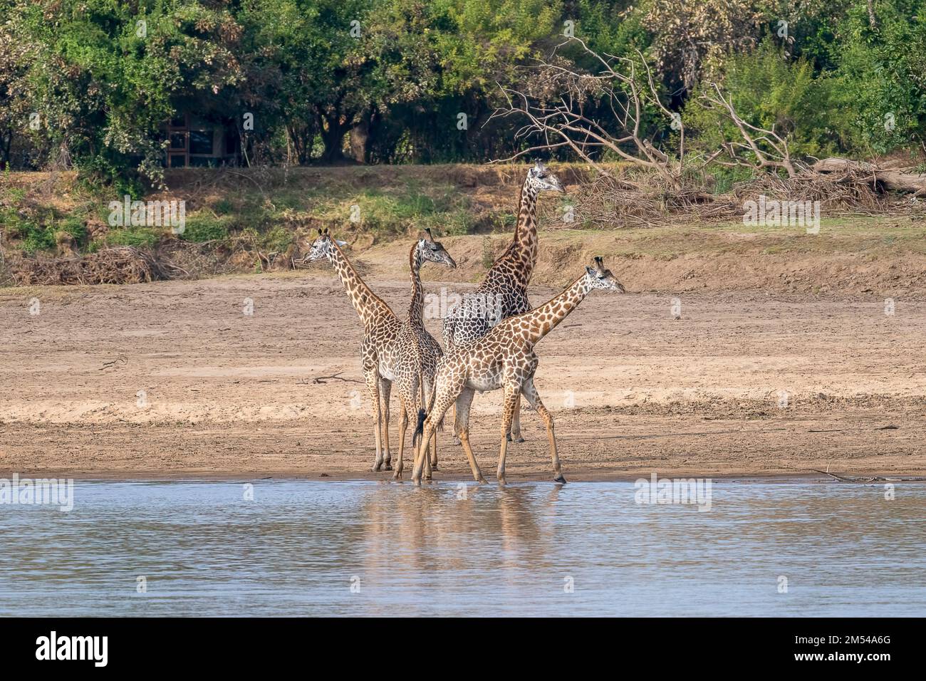 Rhodesian giraffe (Giraffa camelopardalis thornicrofti), group of ...