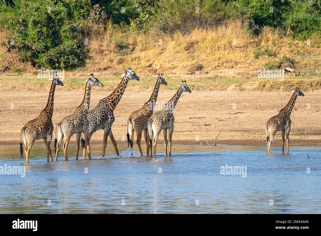 Rhodesian giraffe (Giraffa camelopardalis thornicrofti), herd in river ...