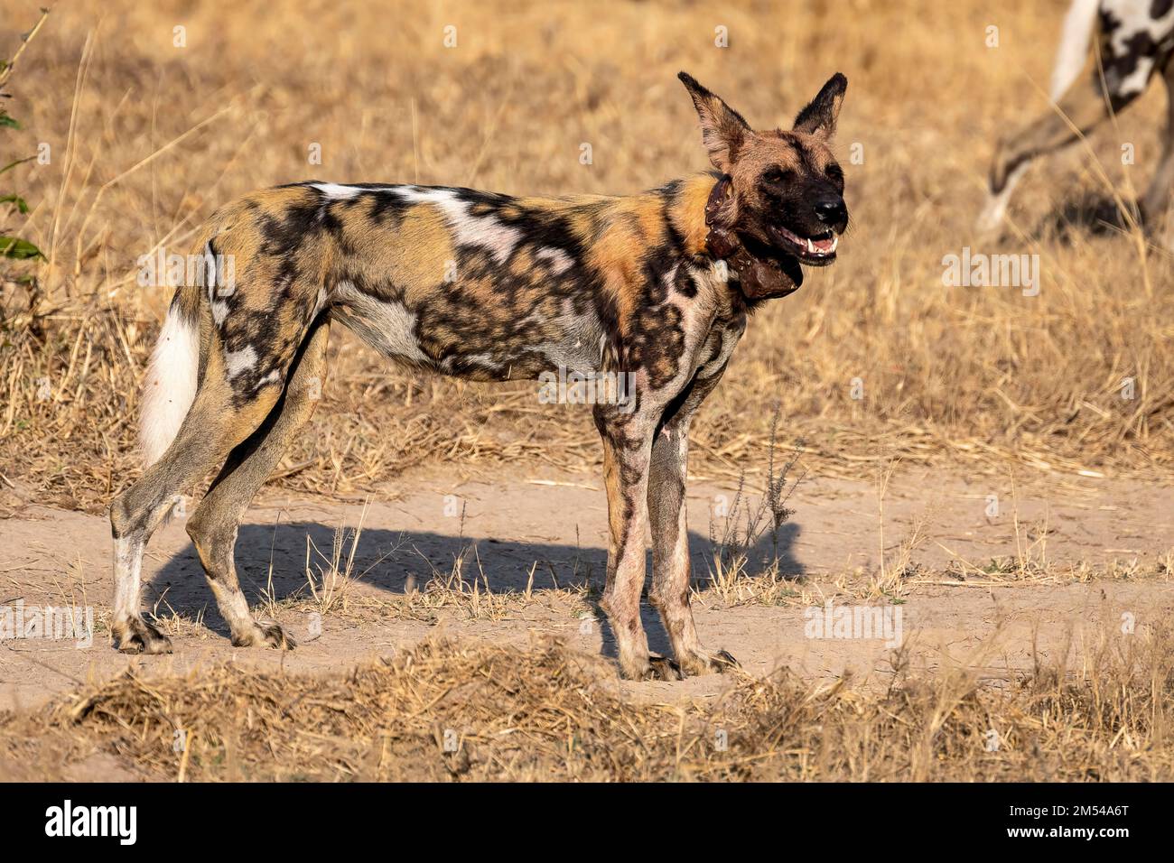 African wild dog (Lycaon pictus), alpha with GPS transmitter collar ...