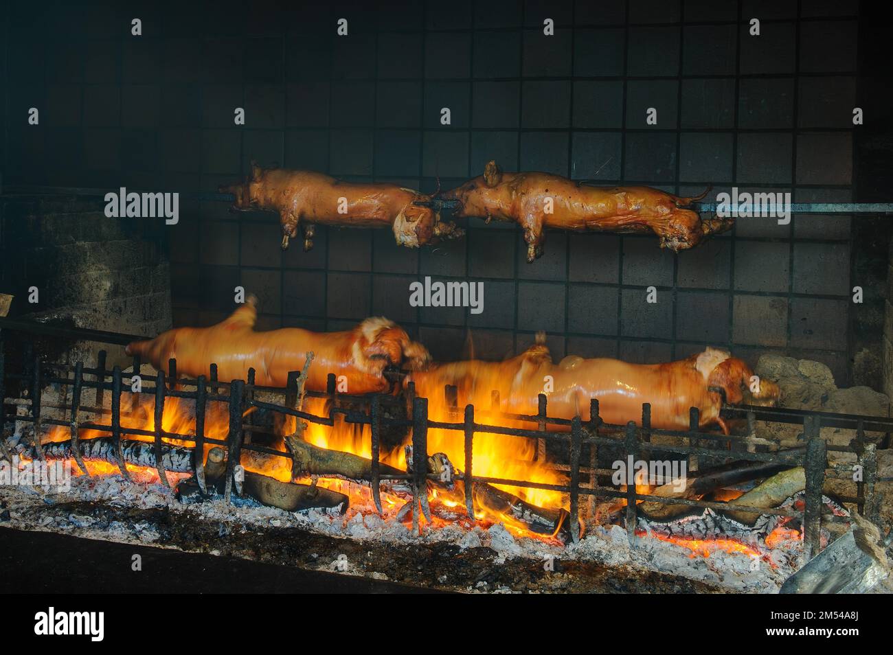 Suckling pig on skewers over open fire of wood in grill open oven ...