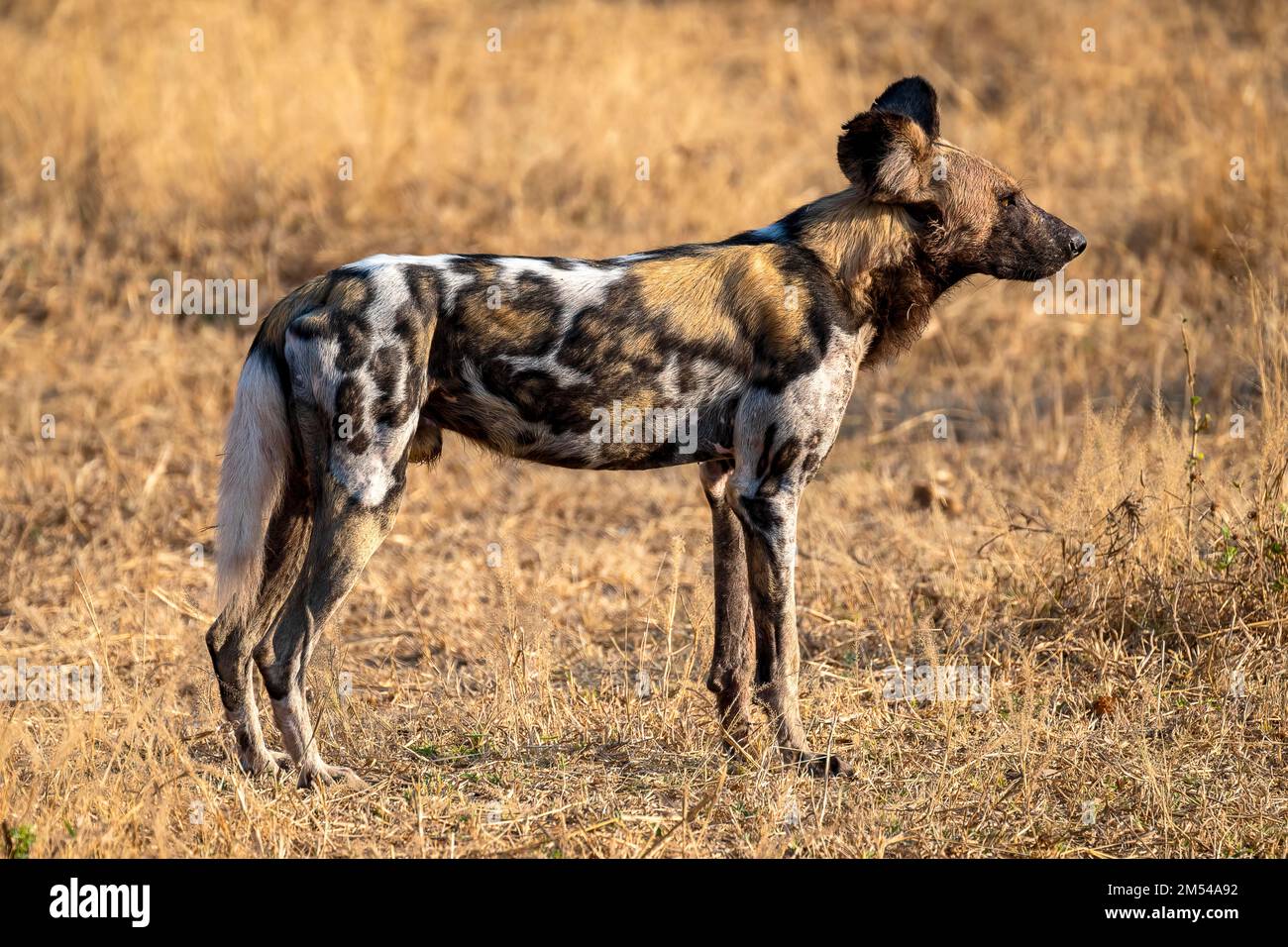 East african wild dog hi-res stock photography and images - Alamy
