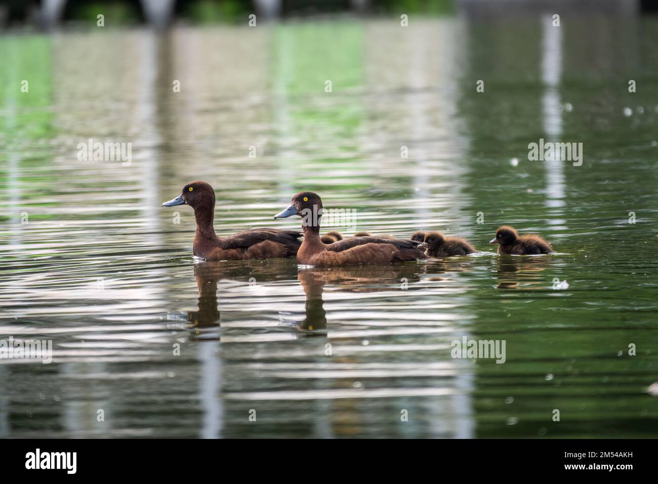 Tufted duck Family swims with their ducklings in green lake water. A ...