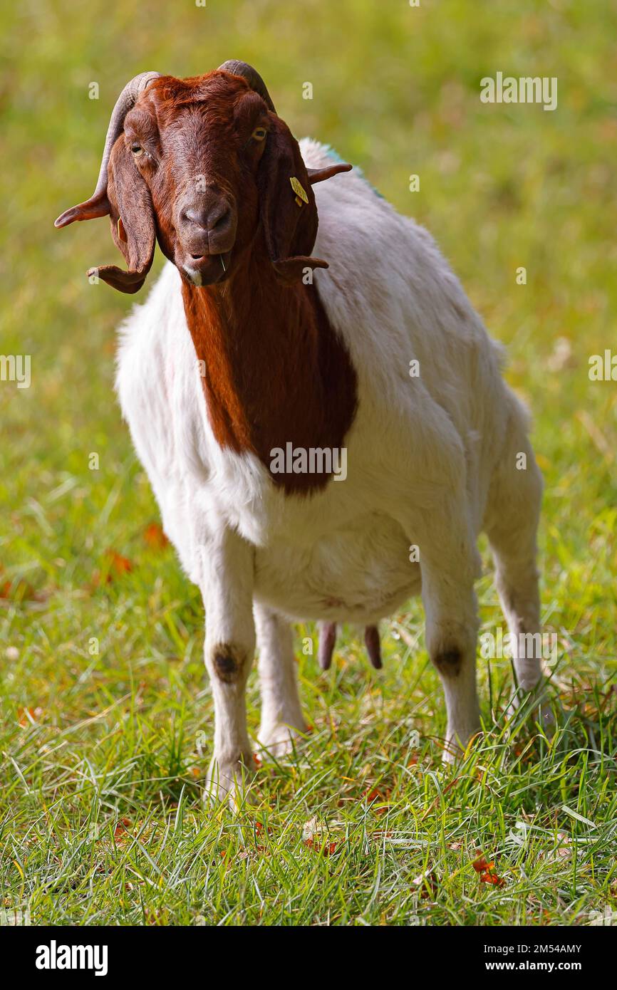 Boer domestic goat (Capra aegagrus hircus), Schleswig-Holstein, Germany ...