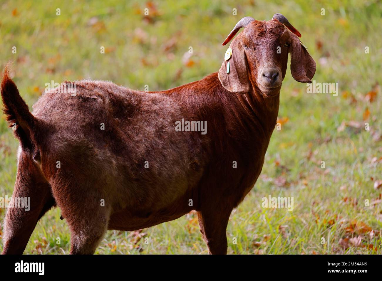 Boer domestic goat (Capra aegagrus hircus), reddish-brown colour breed ...