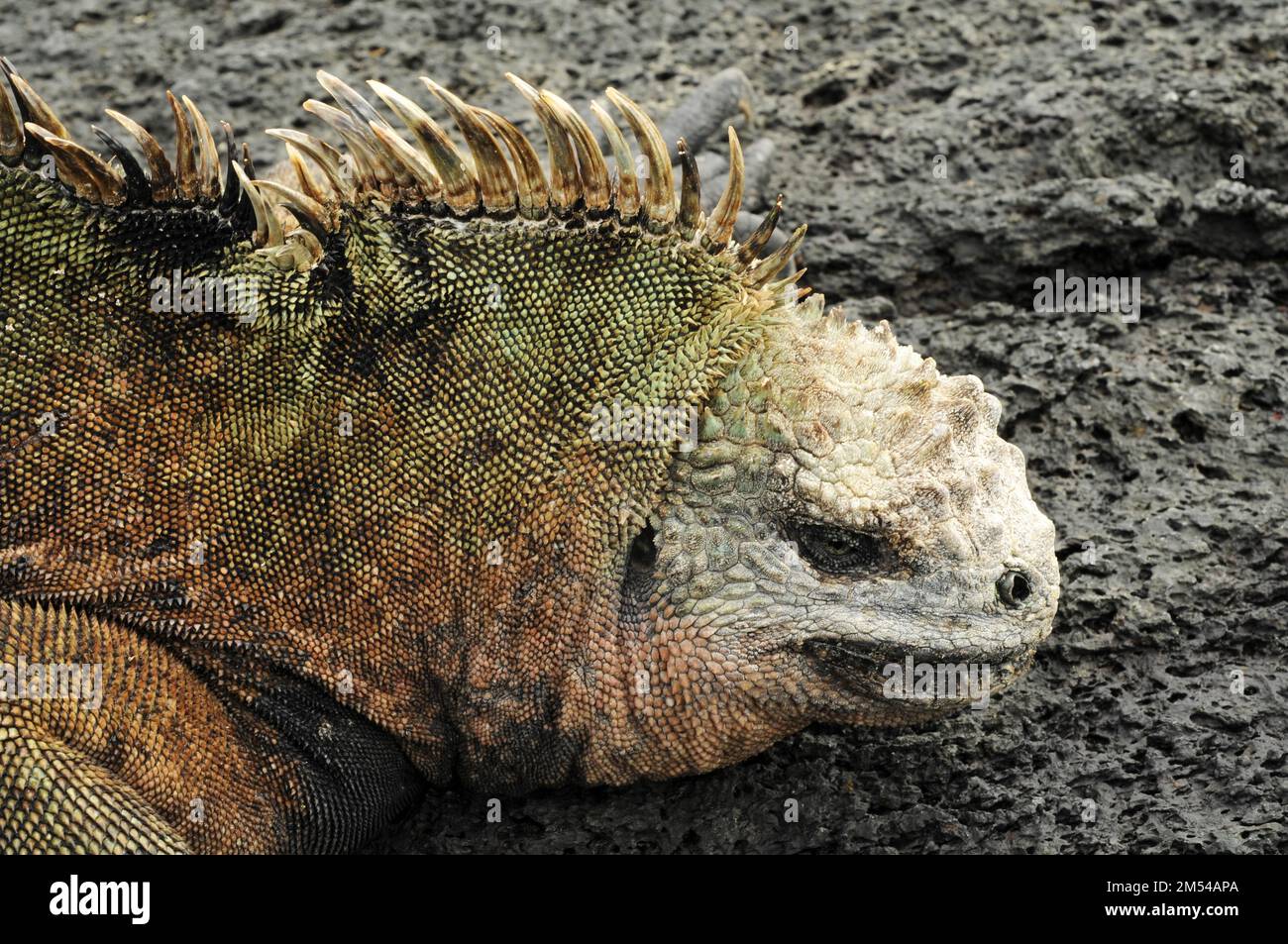 Galapagos Sea Lizard on Lava Rock, Santa Cruz, Galapagos, Ecuador Stock ...