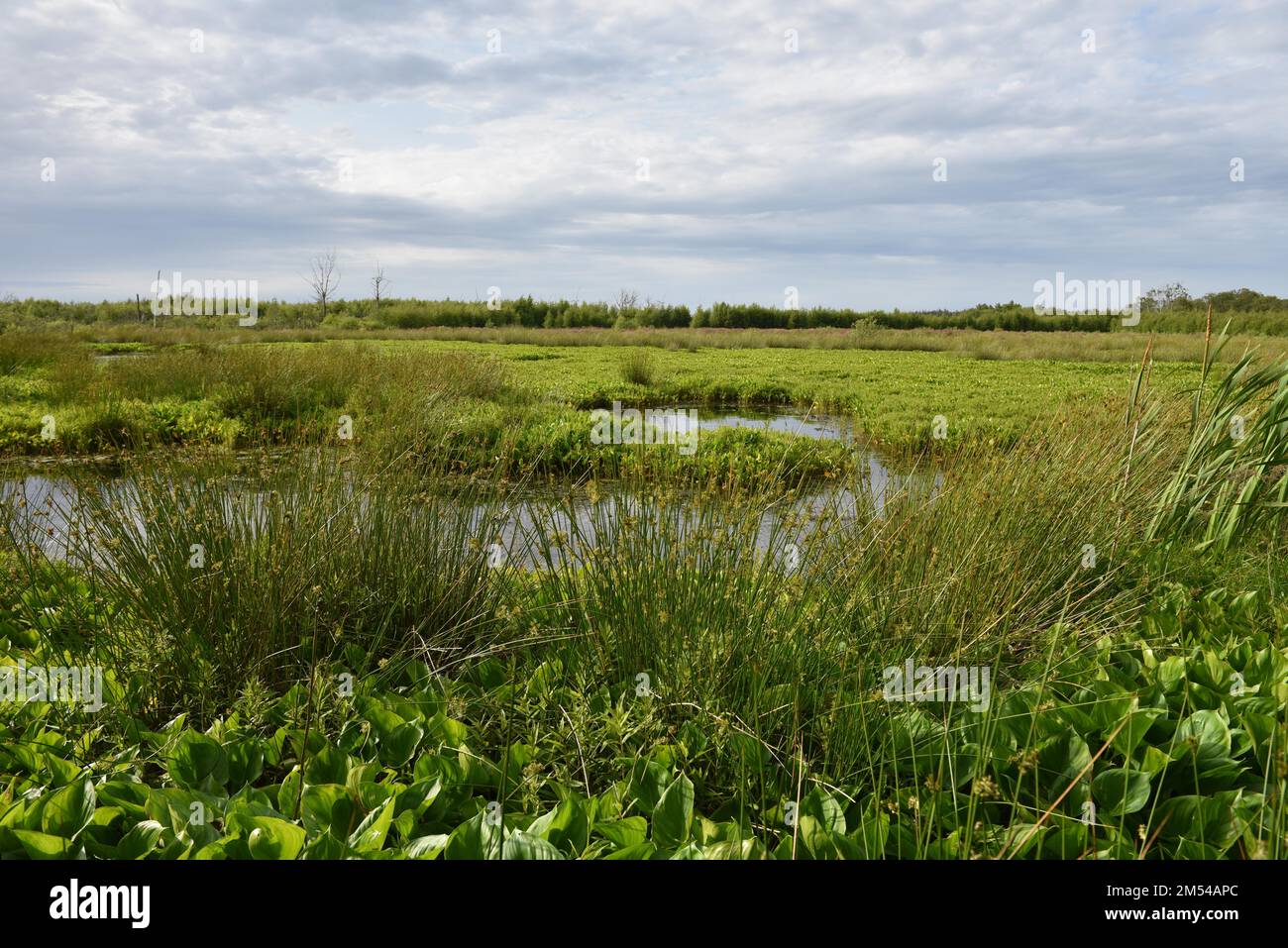 The Offenbuettel Moor, Schleswig-Holstein, Dithmarschen, Germany Stock ...