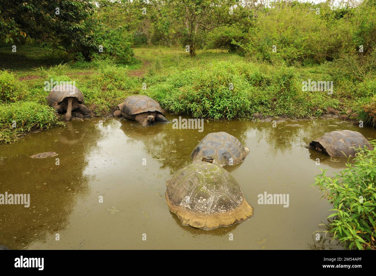 Galapagos giant tortoise in a pond on Santa Cruz, Galapagos, Ecuador ...