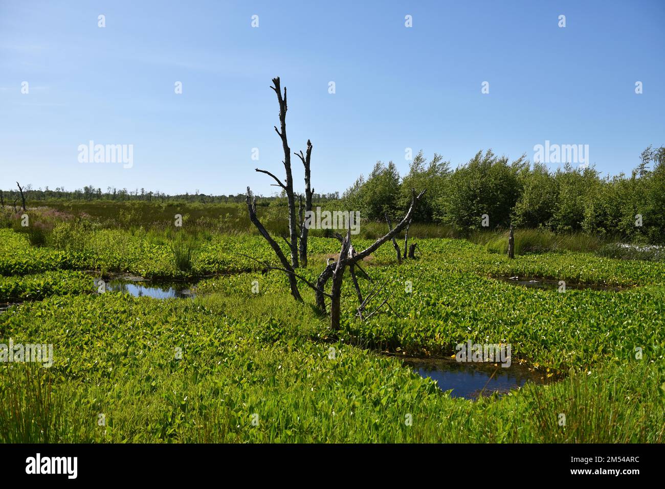 Landscape dithmarschen hi-res stock photography and images - Alamy