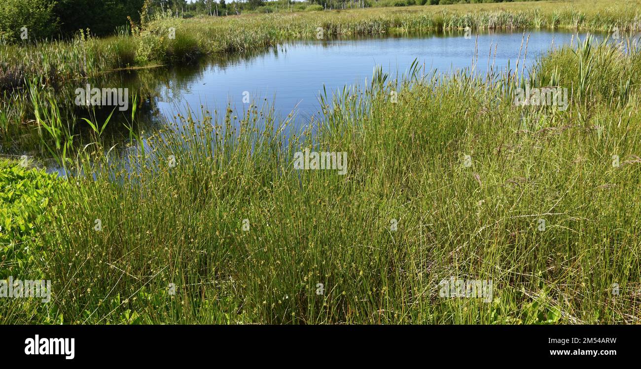 Landscape dithmarschen hi-res stock photography and images - Alamy