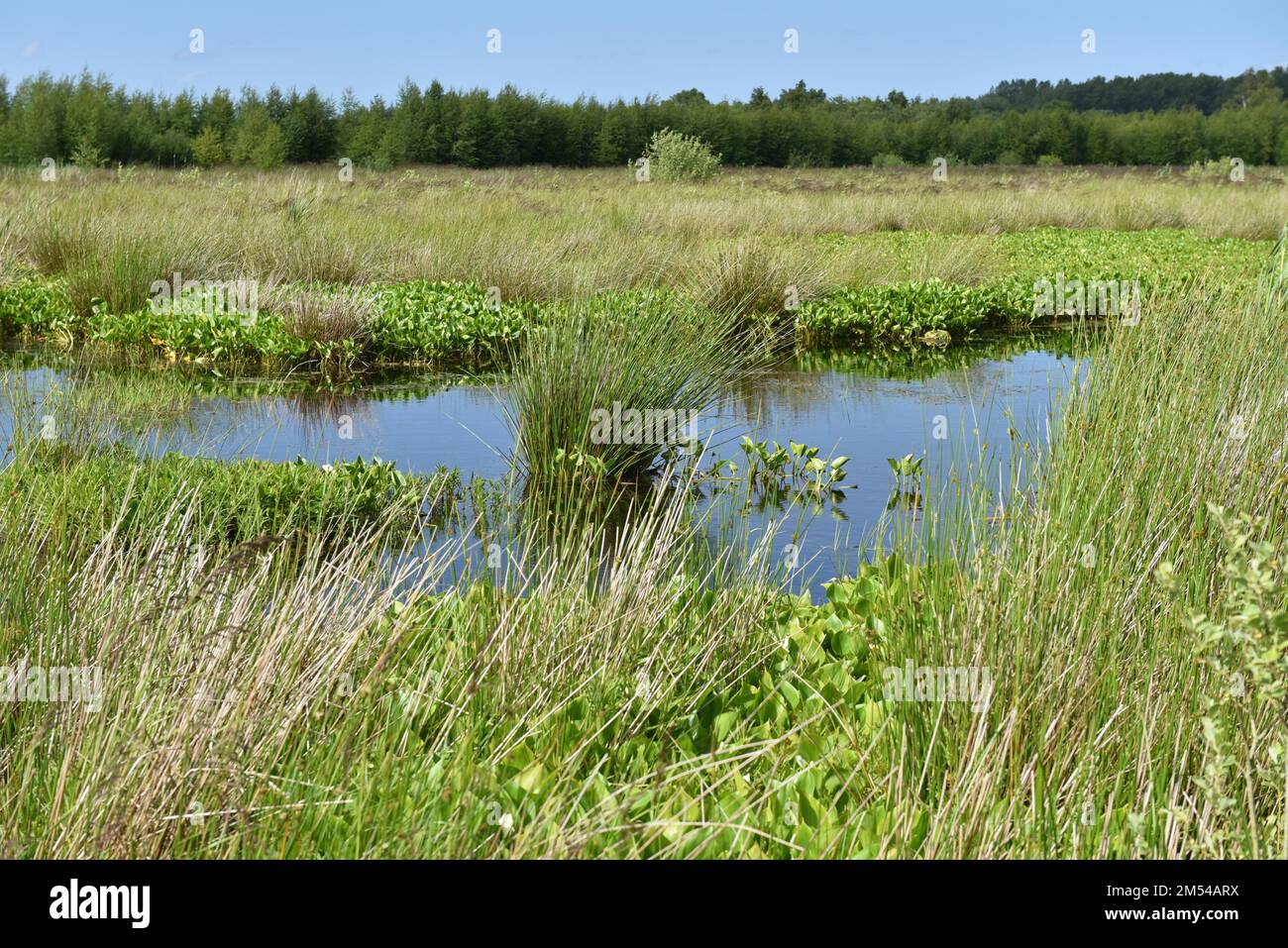 The Offenbuettel Moor, Schleswig-Holstein, Dithmarschen, Germany Stock ...