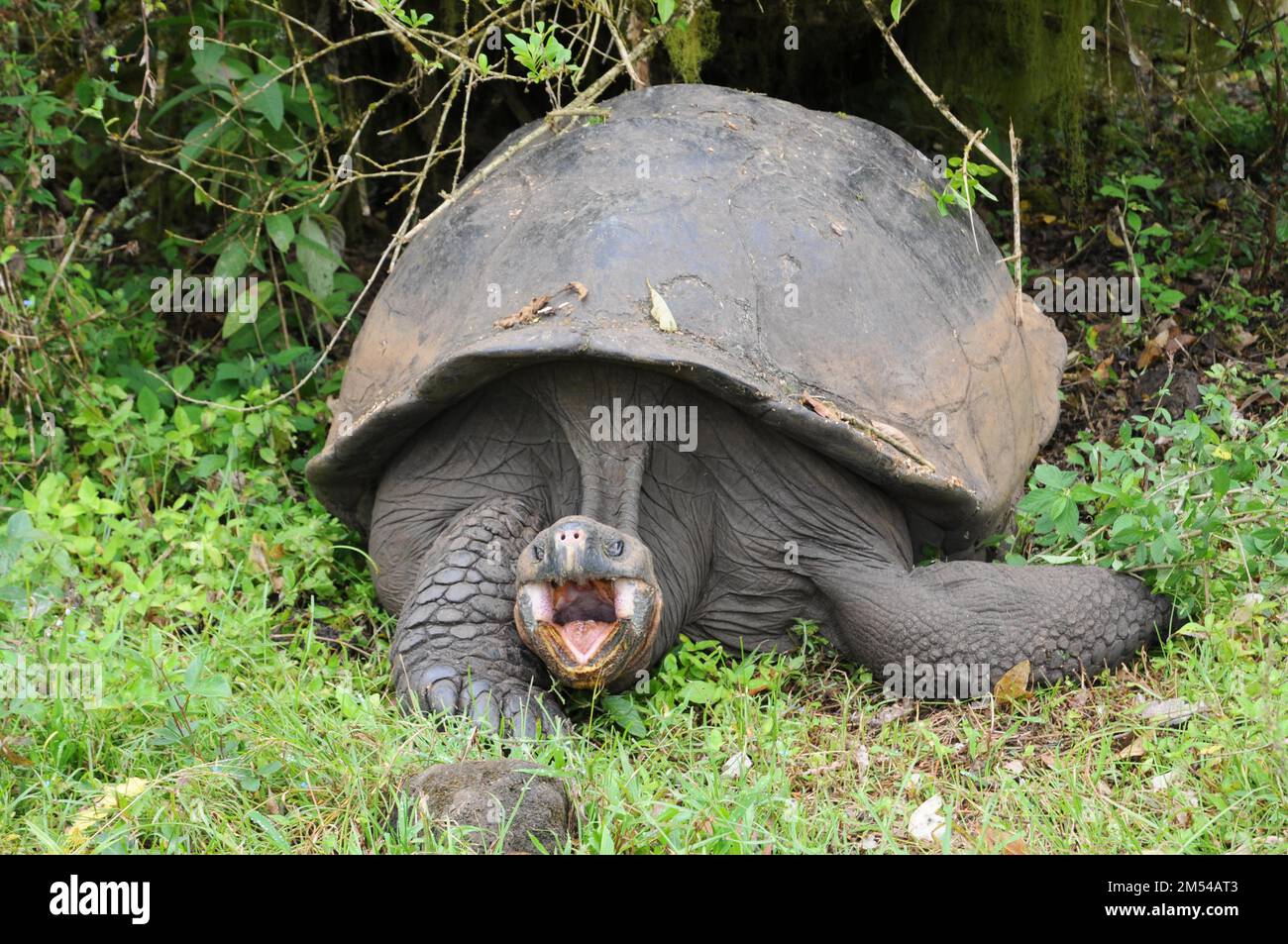 Galapagos giant tortoise on Santa Cruz, Galapagos, Ecuador Stock Photo ...
