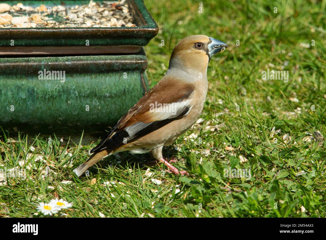 Kernbeisser with food in beak standing in front of pot with food in ...