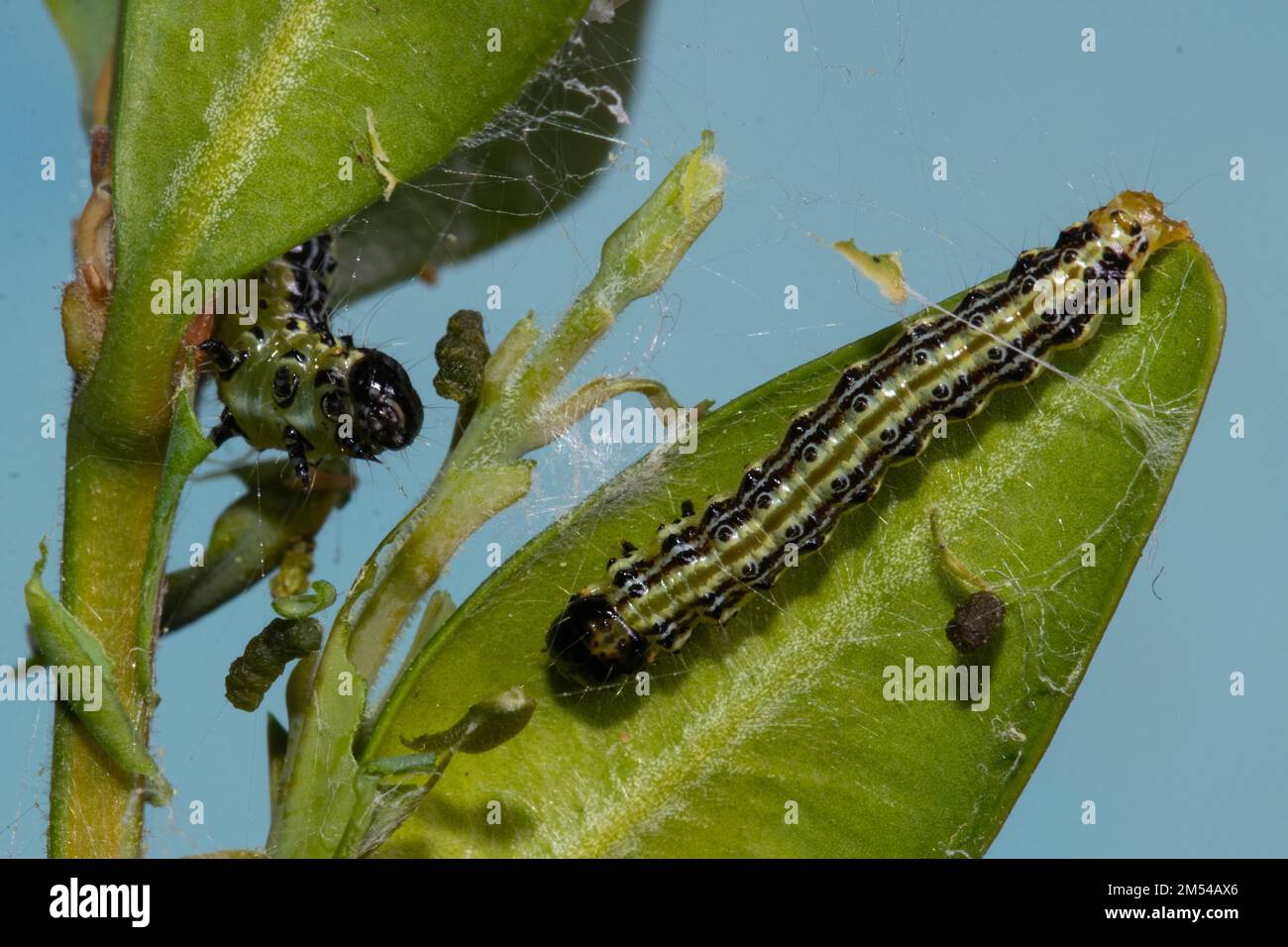 Two different caterpillars hi-res stock photography and images - Alamy