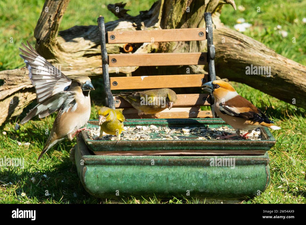 Core Biter Two Birds Standing on Pot with Food in Front of Bench in ...