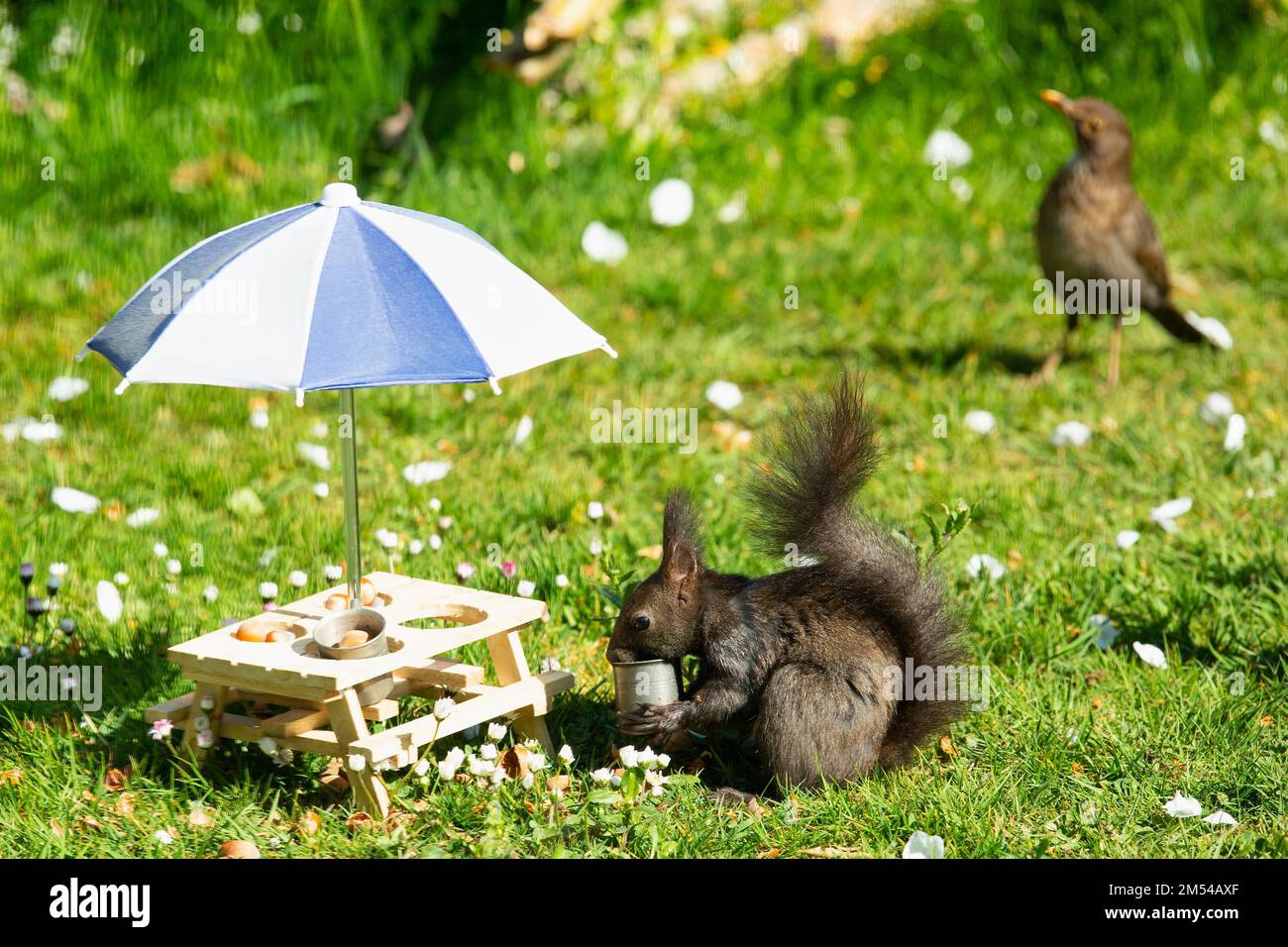 Squirrel with potty in mouth next to table with partly emptied potty ...