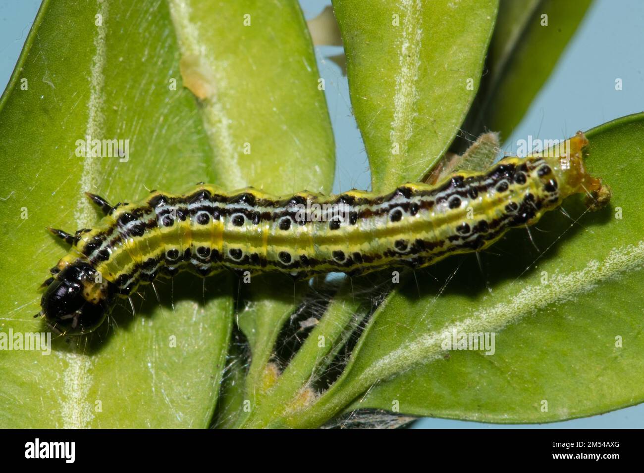 Boxwood caterpillar hanging on green leaf seen on the left Stock Photo ...