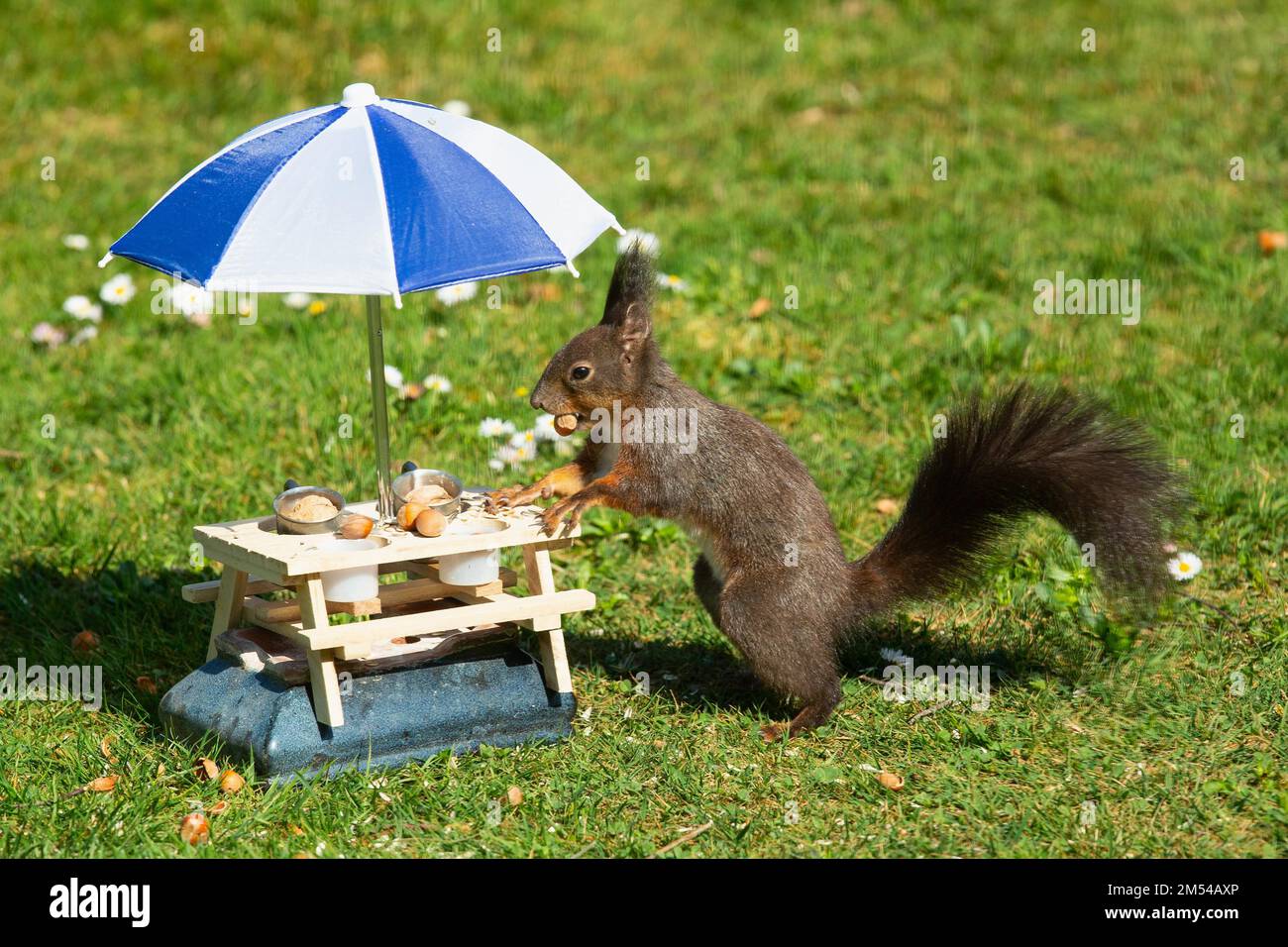 Squirrel with nut in mouth next to table with partly emptied potty and ...