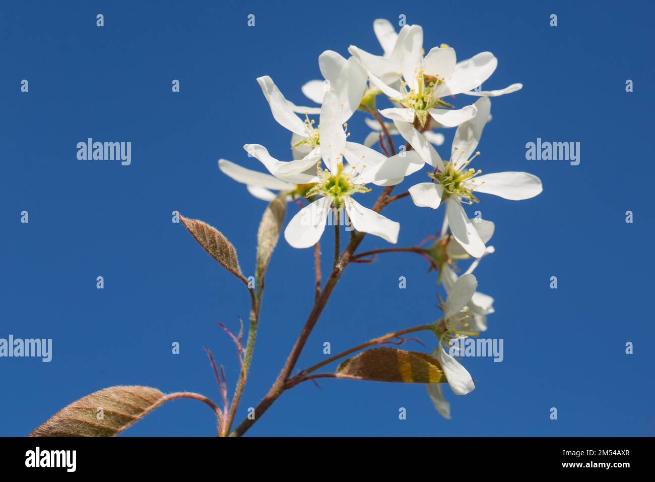 Common rock pear hi-res stock photography and images - Alamy