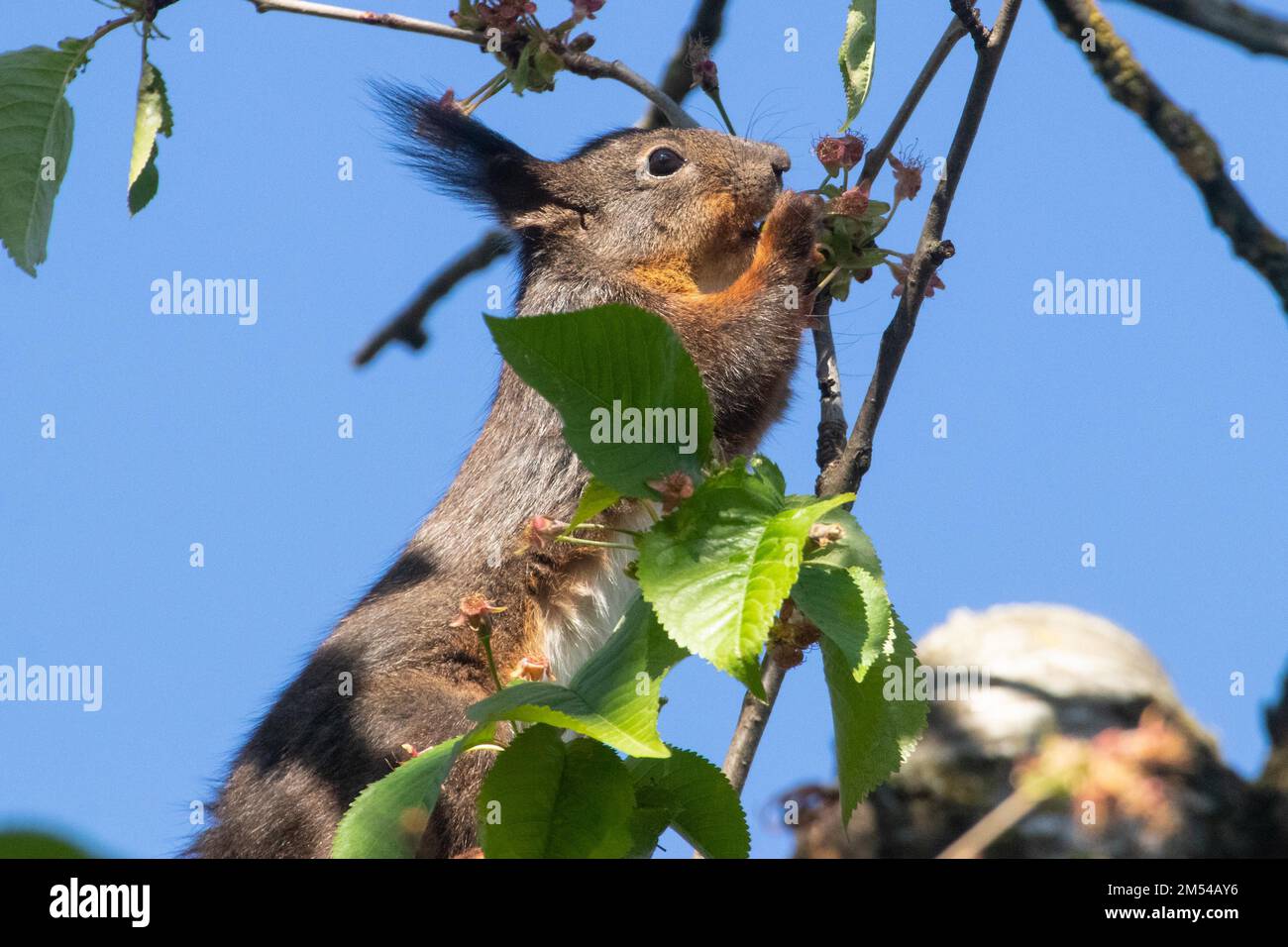 Squirrel sitting on branch in cherry tree eating fruit looking right ...