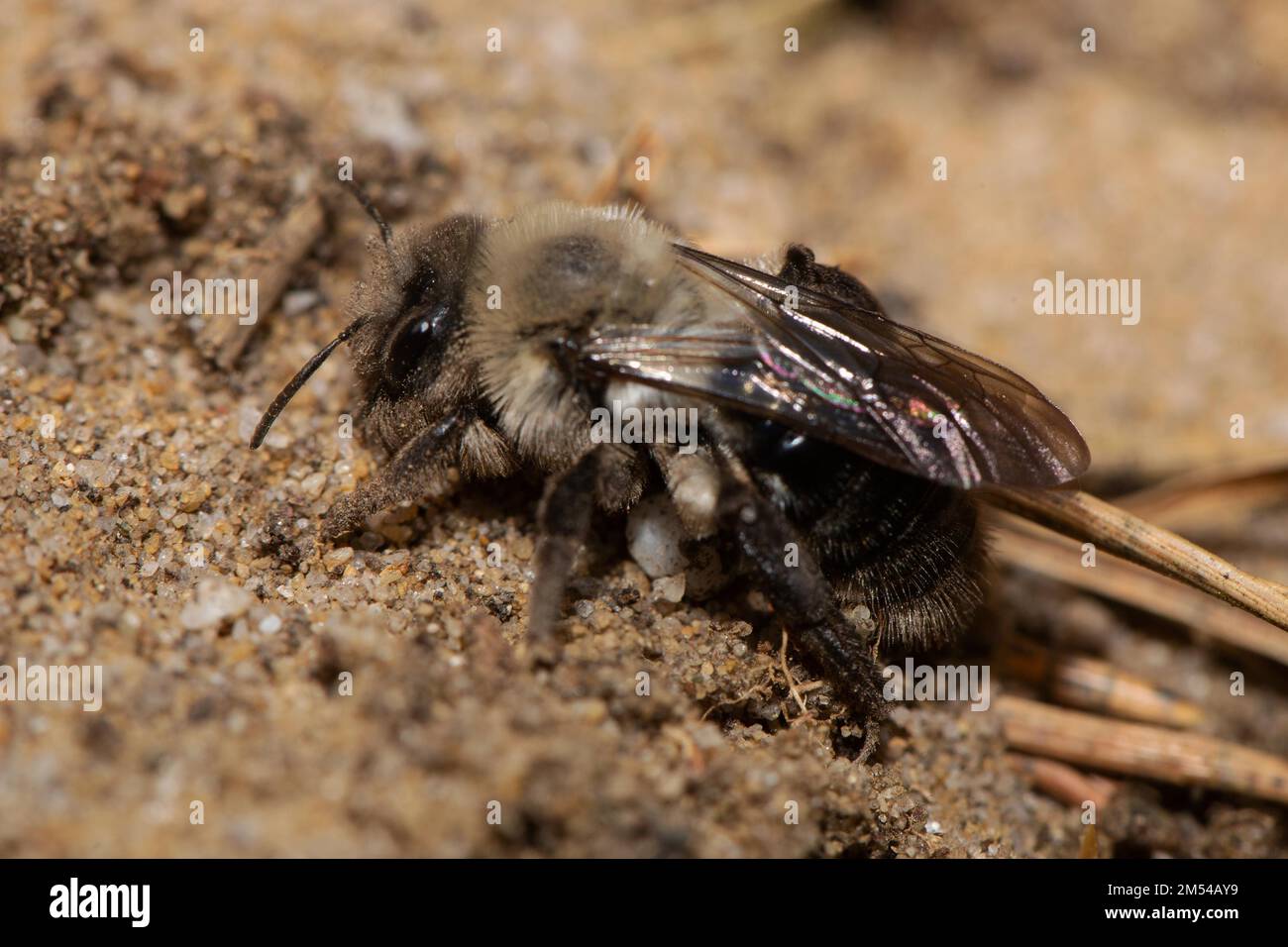 Willow sand bee sitting on sand left looking Stock Photo - Alamy