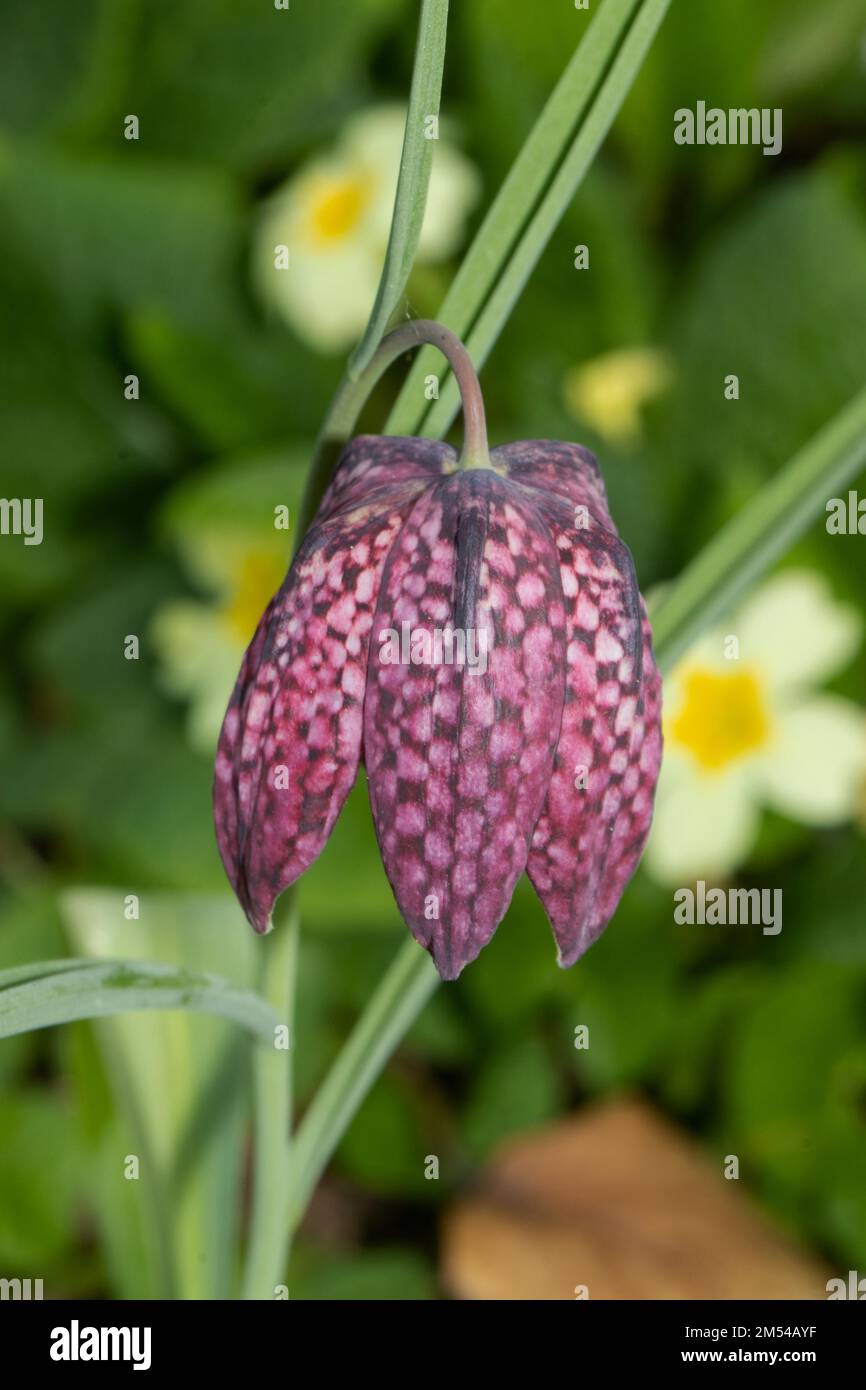 Structure of flower hi-res stock photography and images - Alamy