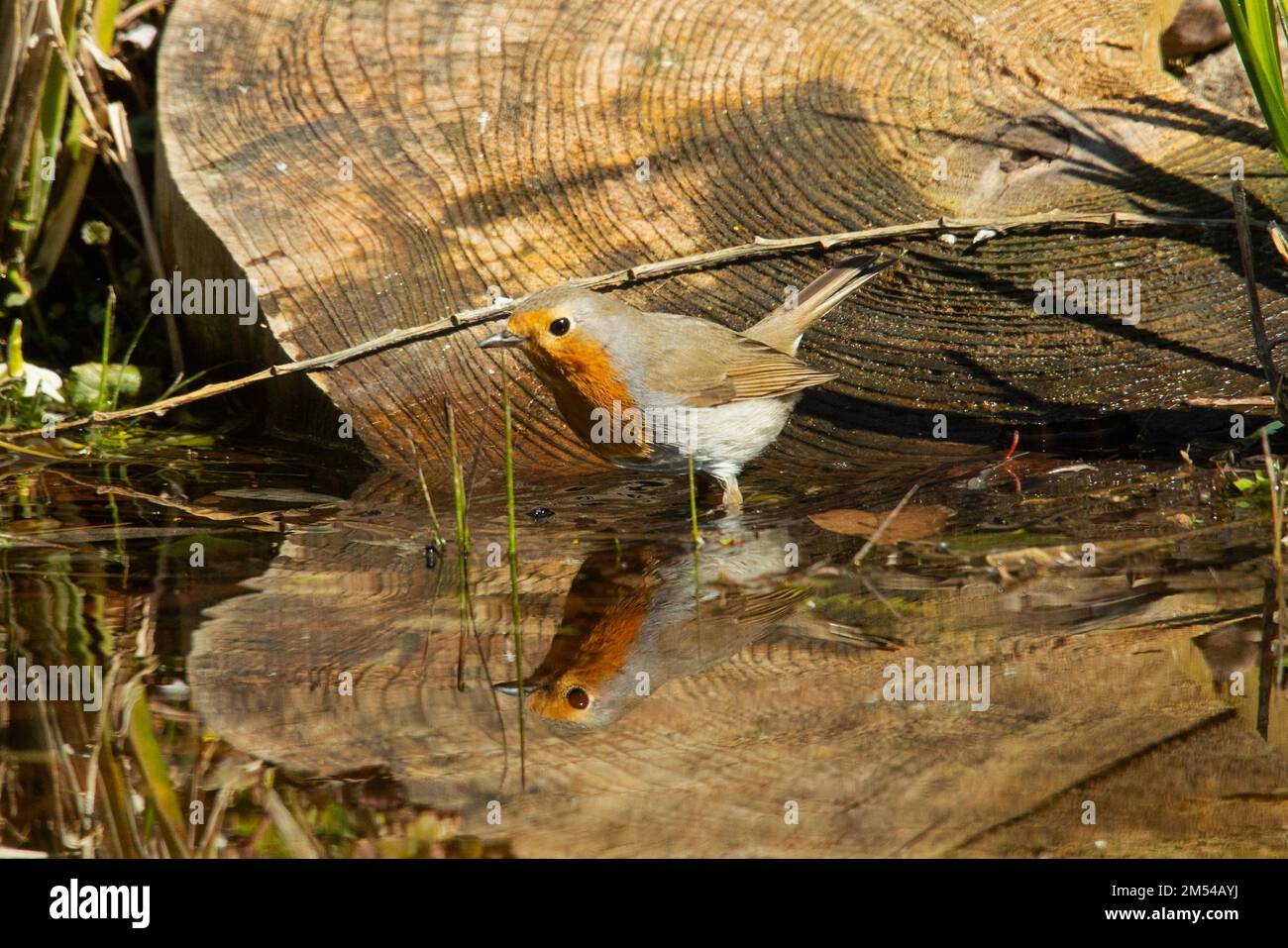 Robin standing and looking to the left hi-res stock photography and ...