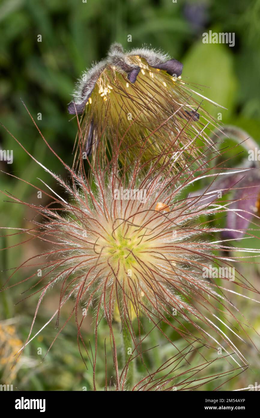 Black meadow pasque flower two inflorescences on top of each other ...
