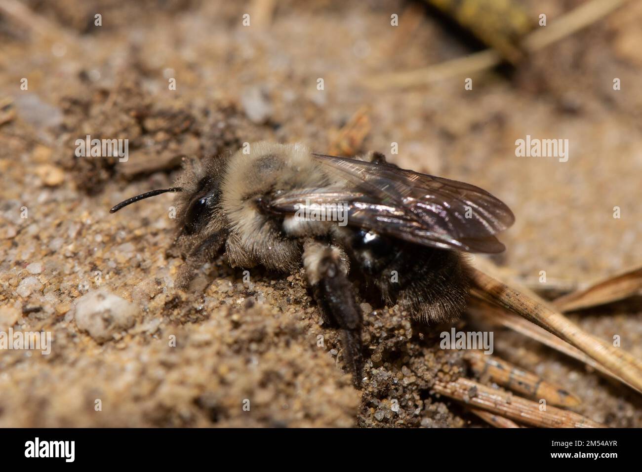 Willow sand bee sitting on sand left looking Stock Photo - Alamy