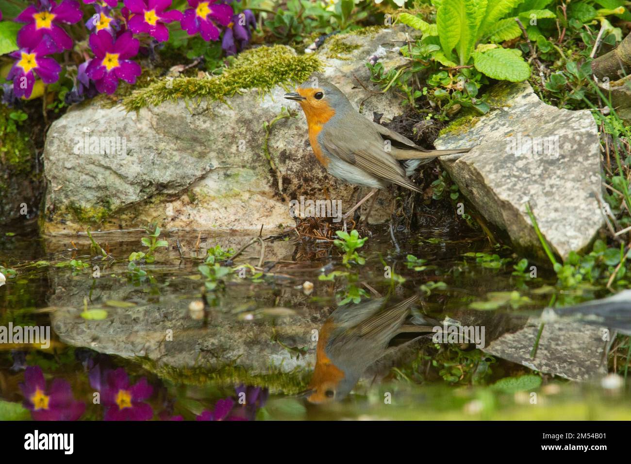Robin standing at water's edge with mirror image looking left Stock ...