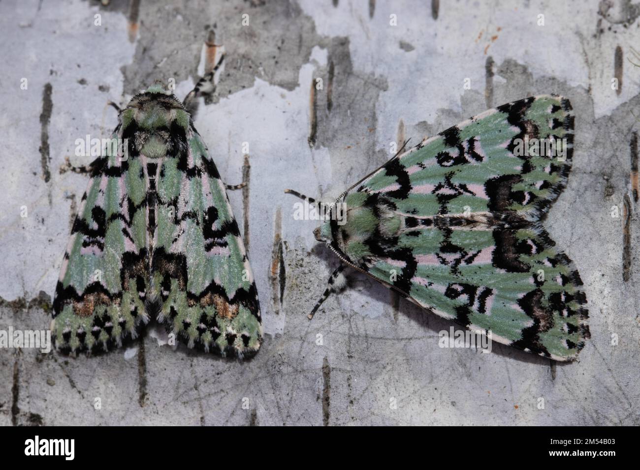Celadon owl two moths sitting next to each other on a tree trunk seeing ...
