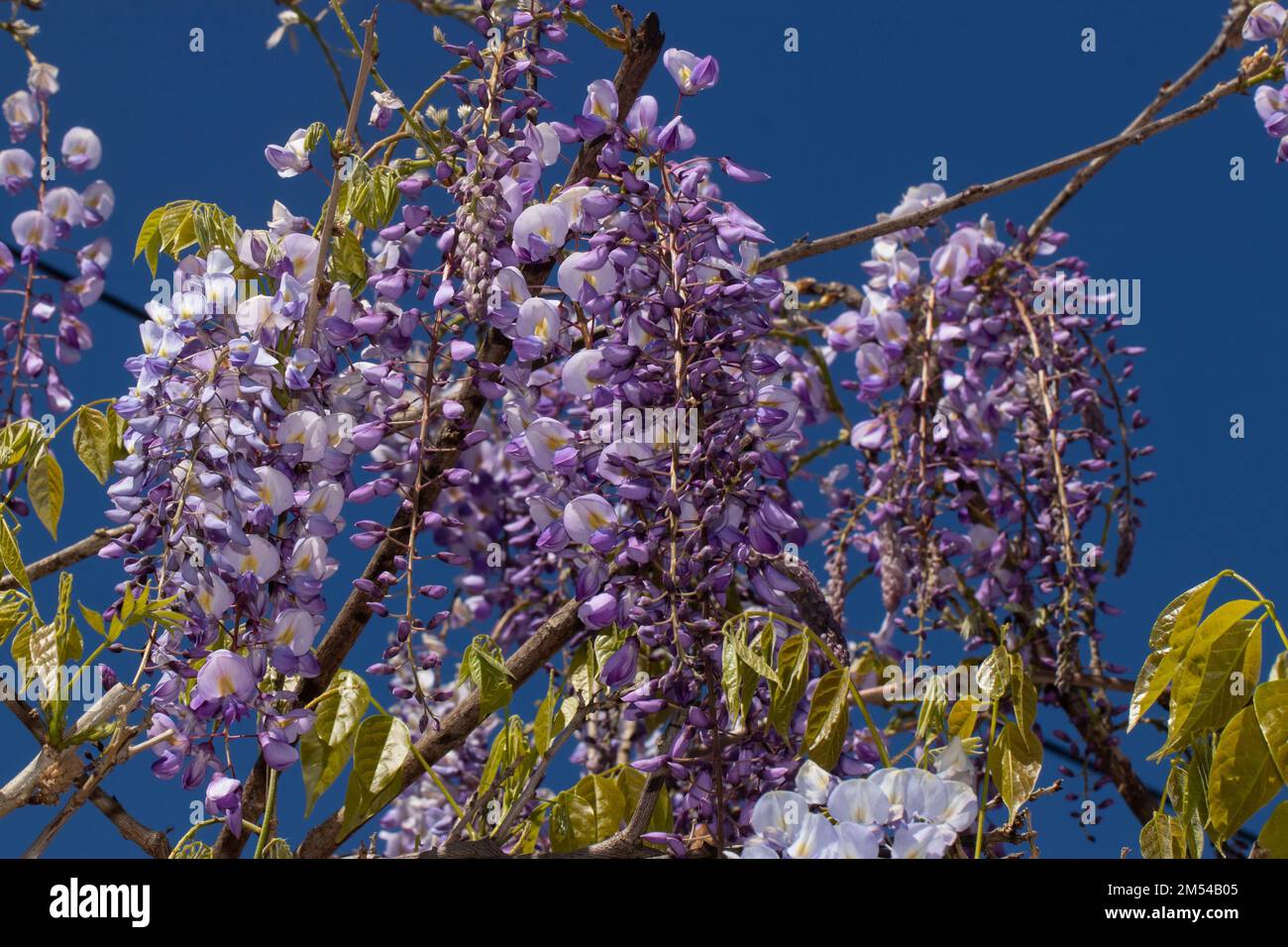 Blue rain flower panicle with a few open purple flowers against a blue ...