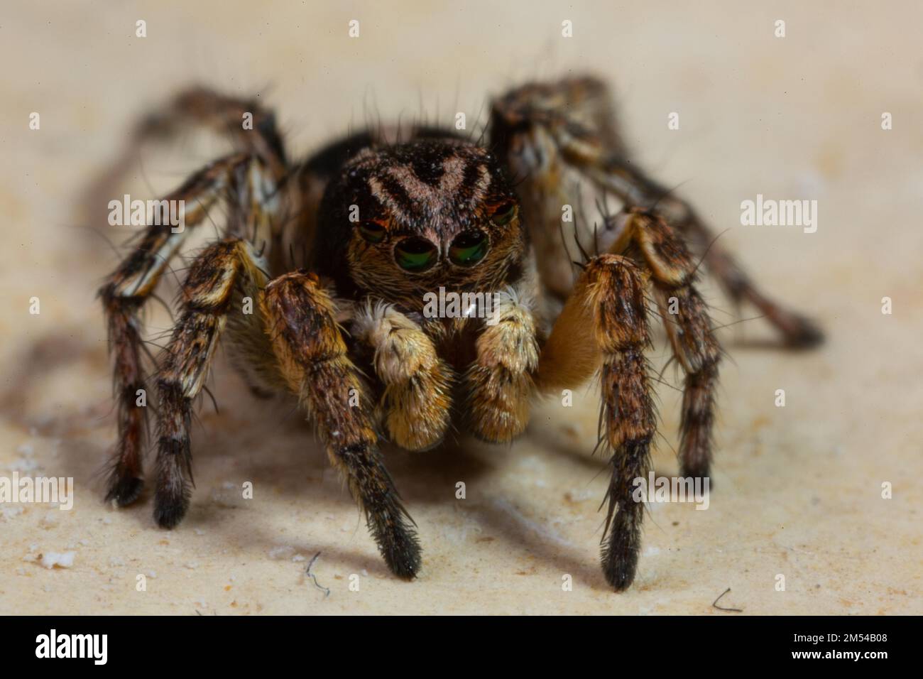 Jumping spider Aelurillus v-insignitus on stone slab seen from front ...