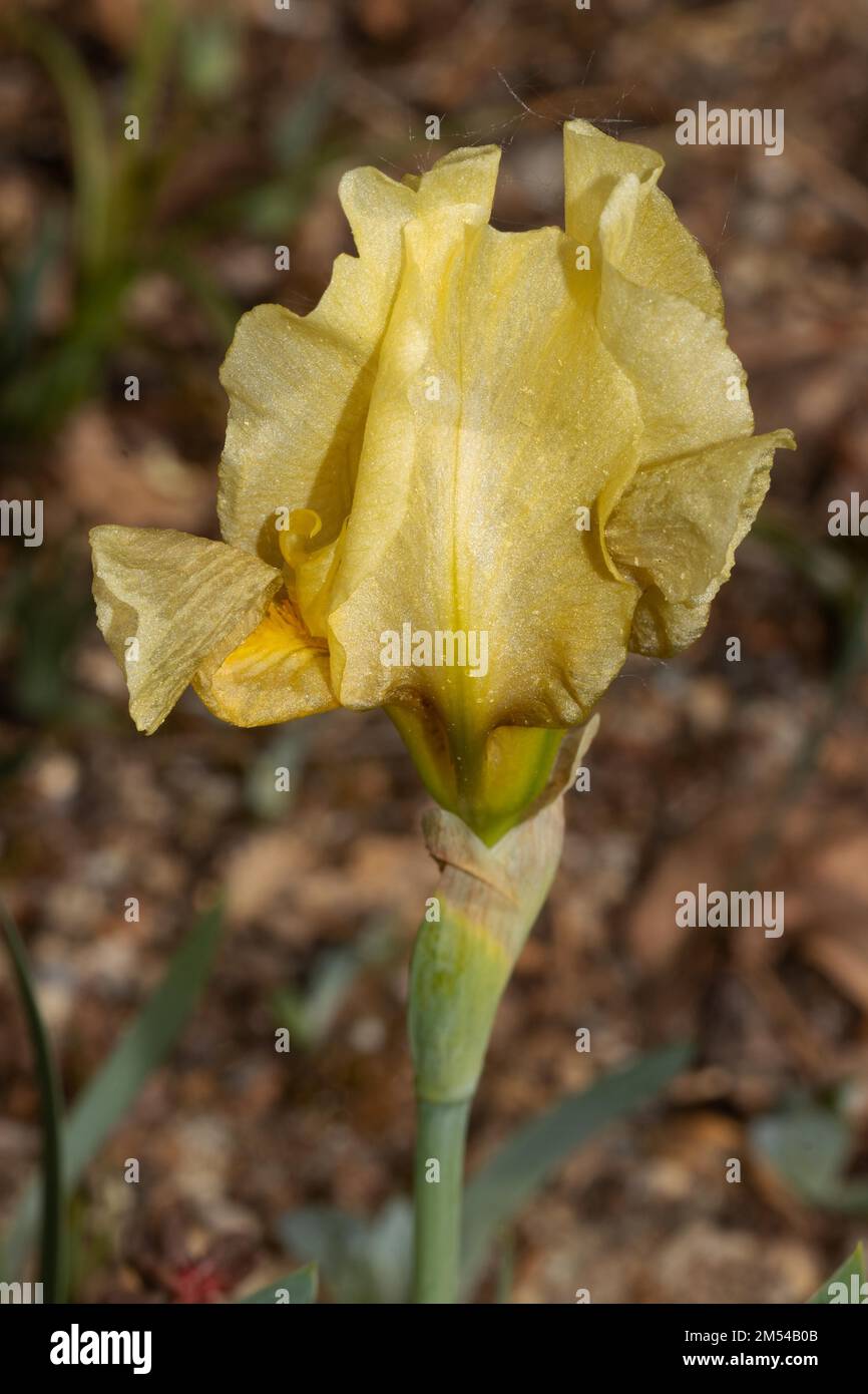 Iris yellow hi-res stock photography and images - Alamy