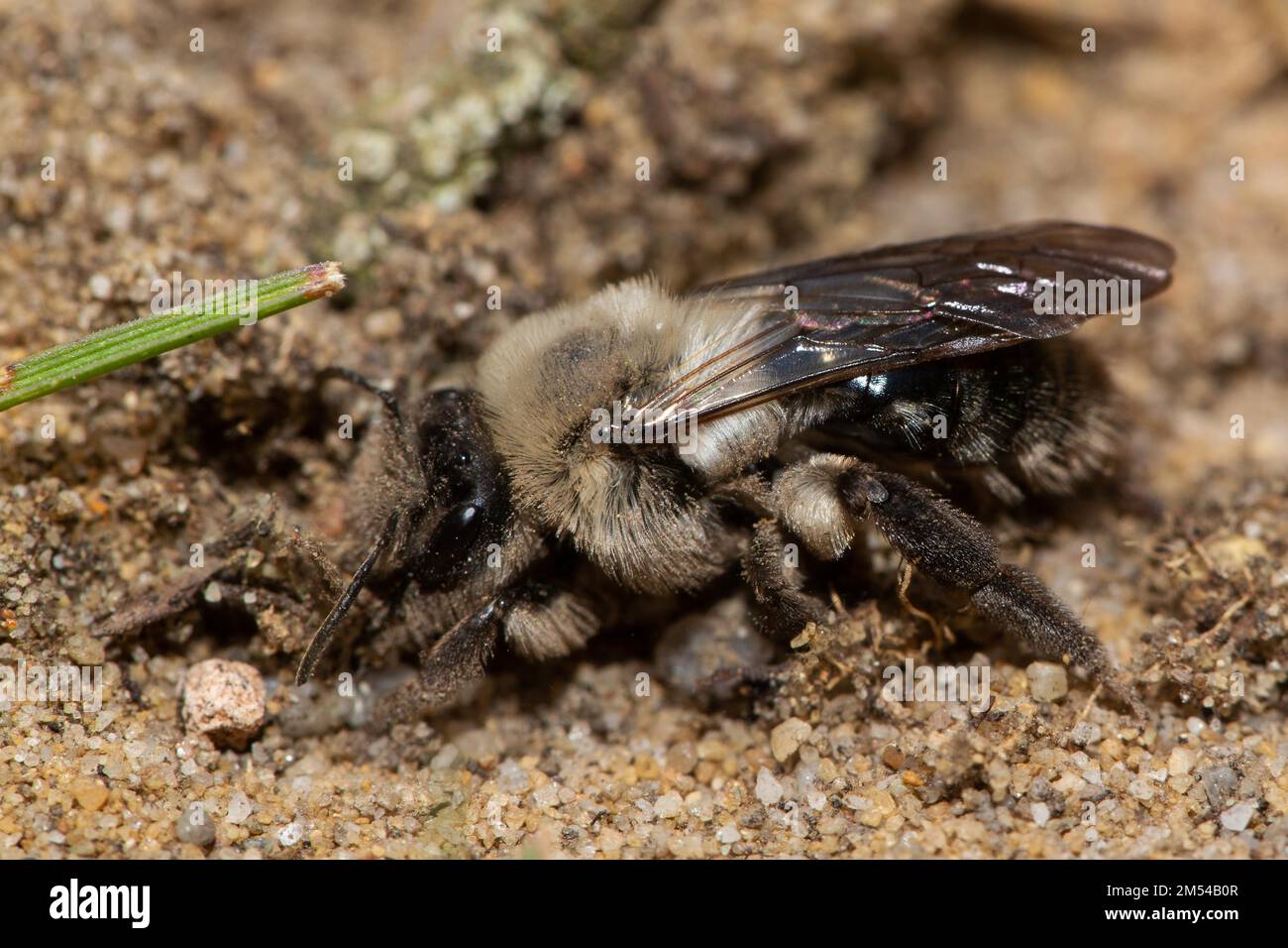 Willow sand bee sitting on sand left looking Stock Photo - Alamy