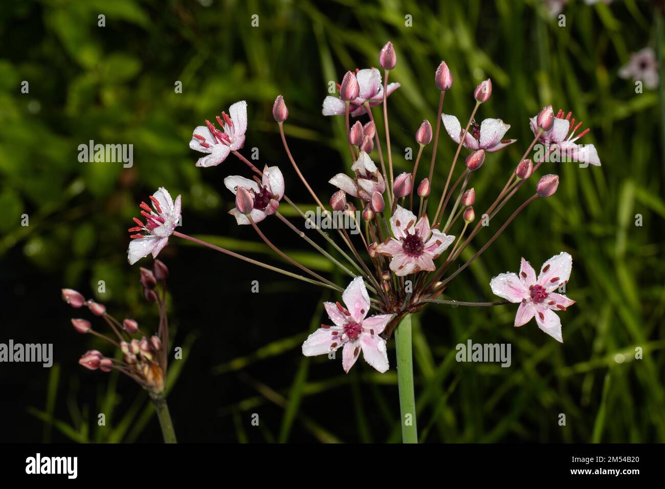 Swan flower Inflorescence with several open pink flowers Stock Photo ...