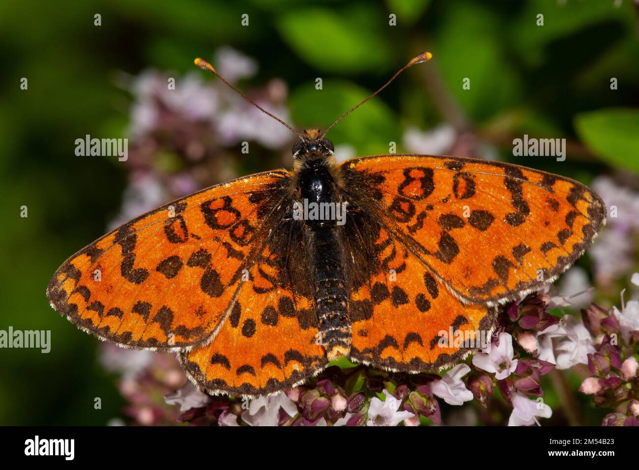 Red Melitaea butterfly butterfly with open wings sitting on pink flower ...