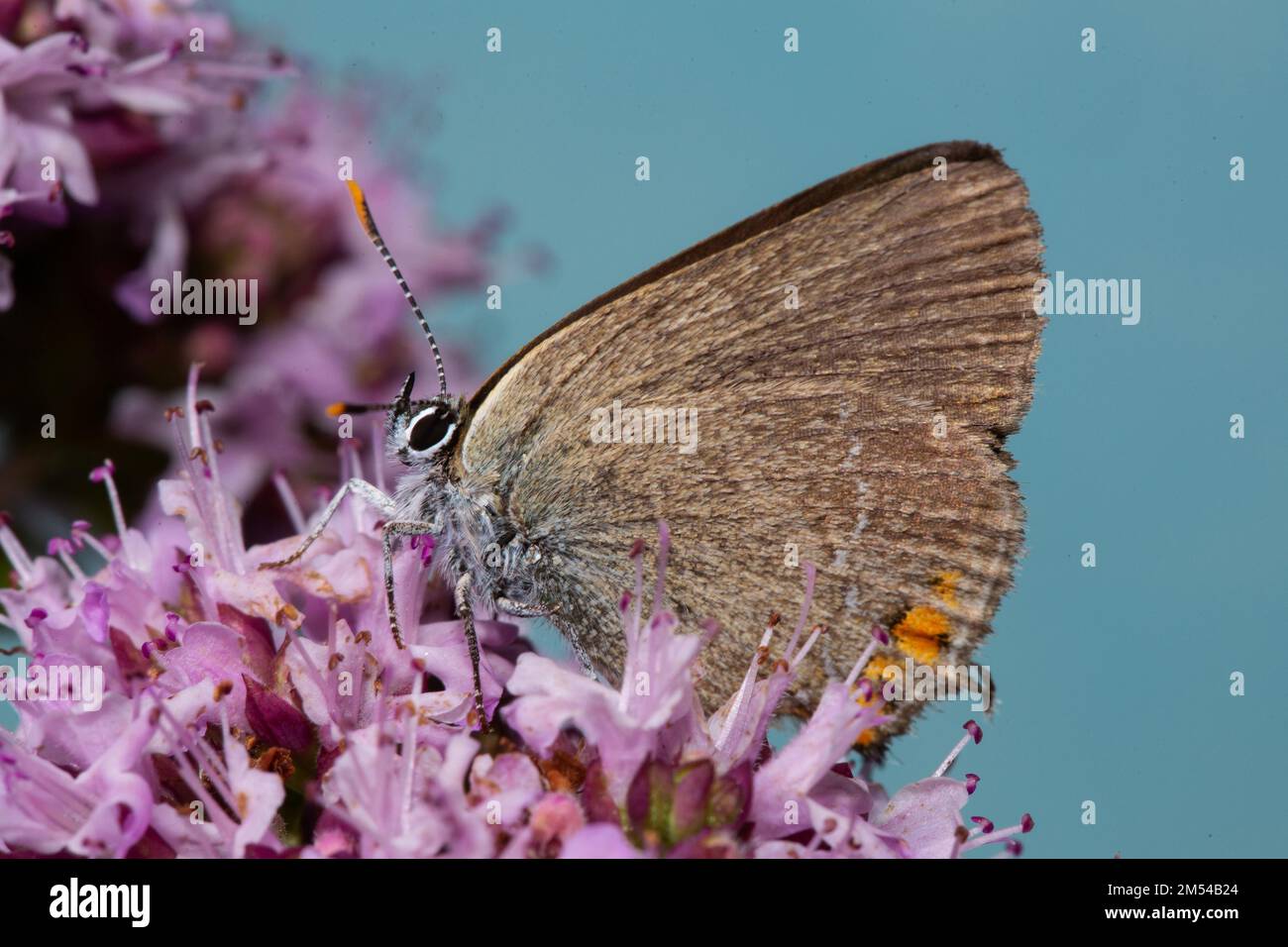 Blackthorn butterfly butterfly with closed wings sitting on pink flower ...