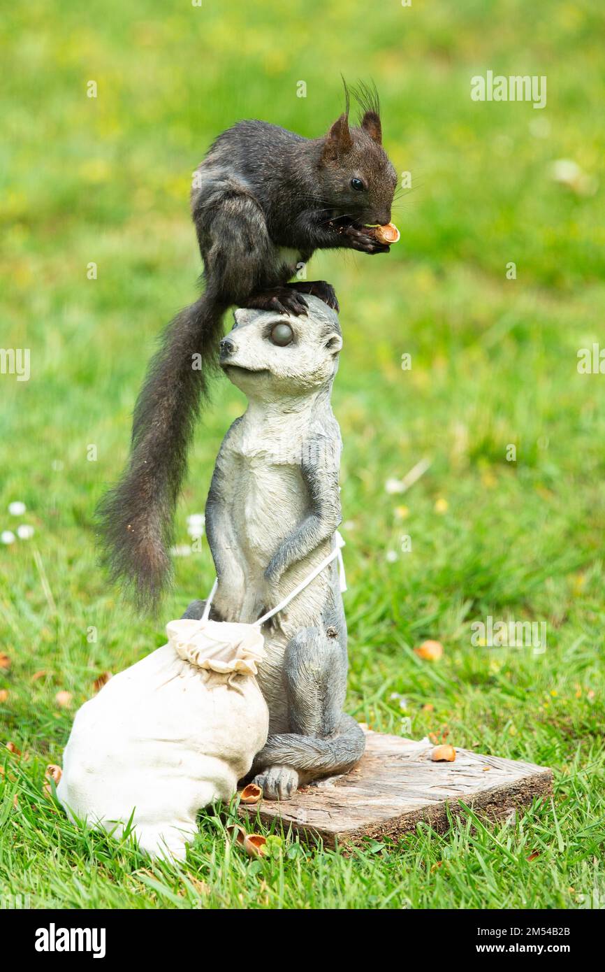 Squirrel holding nut in hands sitting on meerkat in green grass looking ...