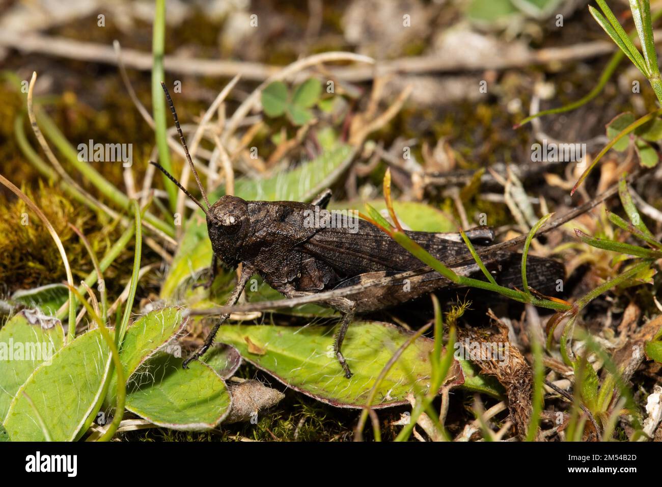 Red-winged snare-cricket sitting on ground looking left Stock Photo - Alamy