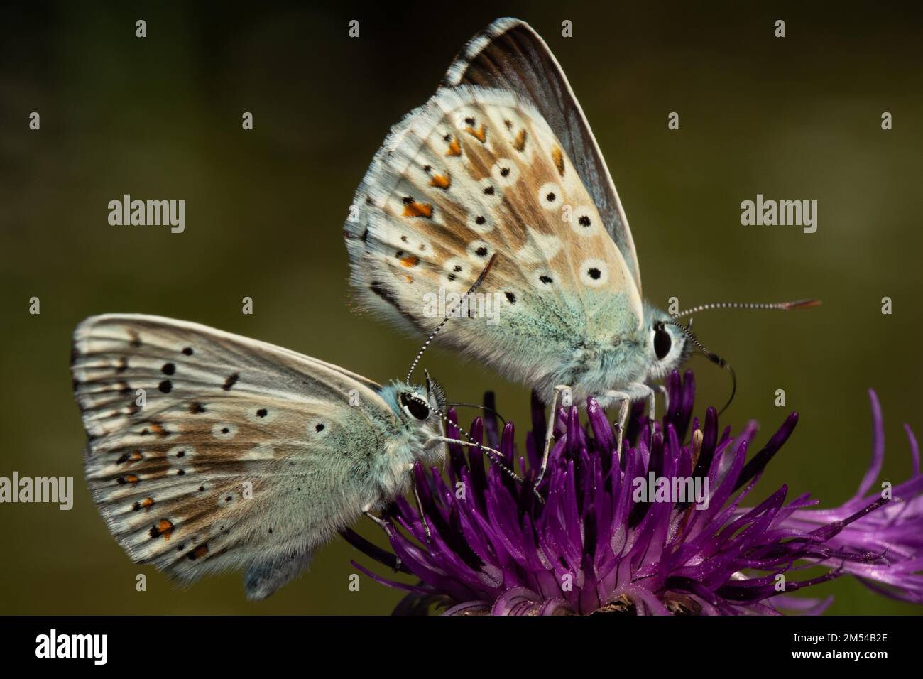 Silver-green blue two moths with closed wings sitting on purple flower ...