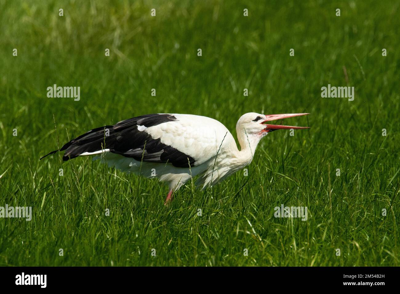 White stork with open beak standing in green meadow seen on the right ...