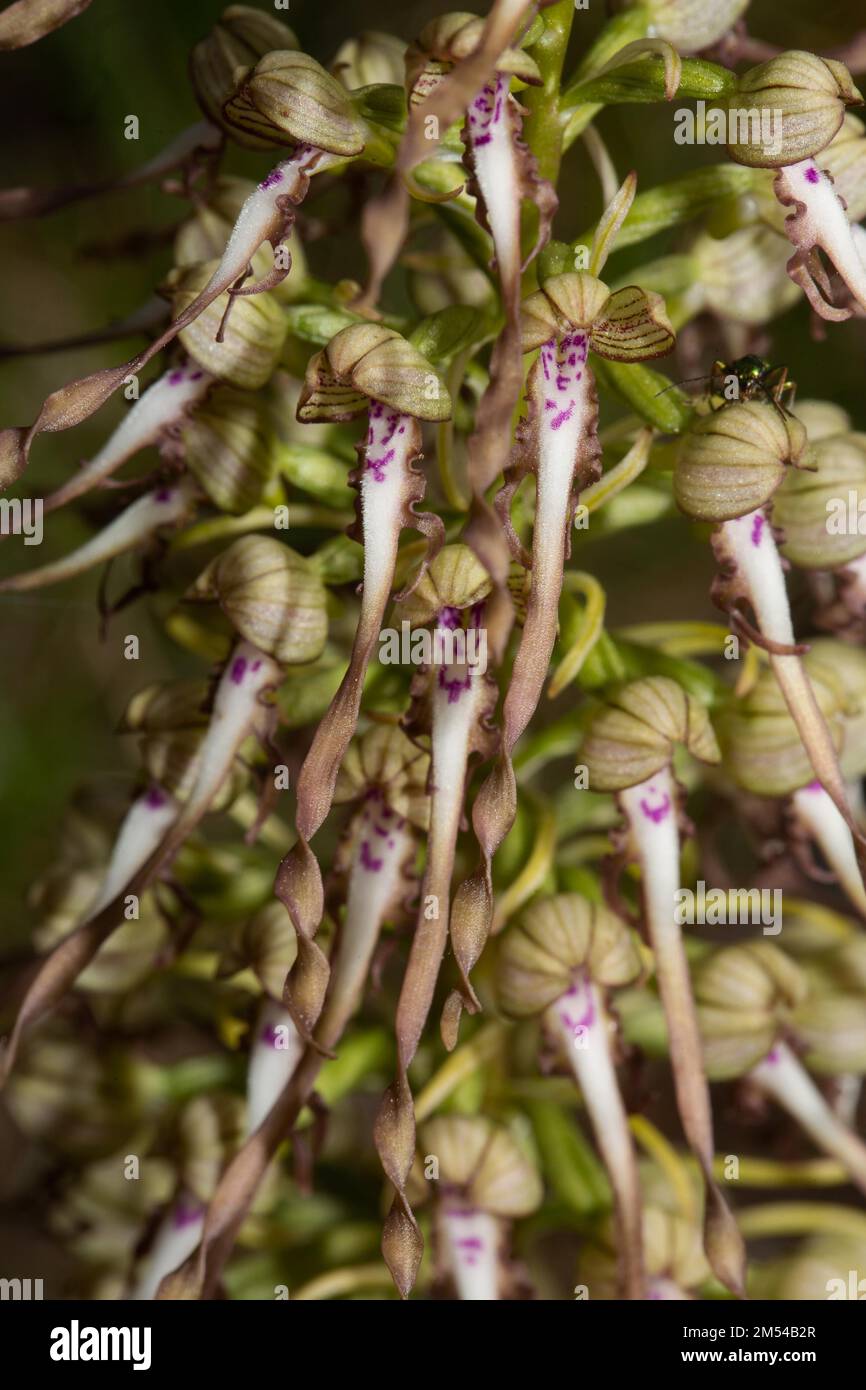 Goat's tongue Inflorescence with a few open white-purple flowers Stock ...