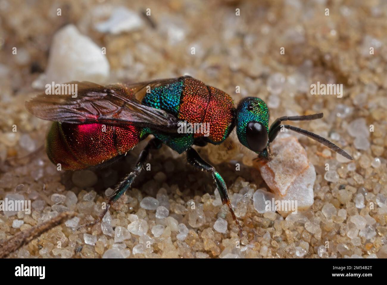 Sand golden wasp sitting on sandy soil right sighted Stock Photo - Alamy