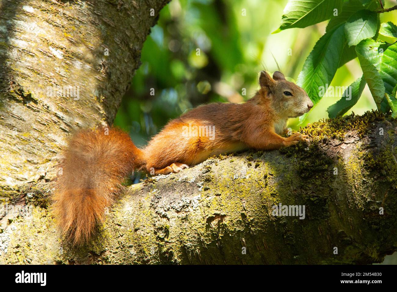 Squirrel in tree lying on branch resting right looking Stock Photo - Alamy