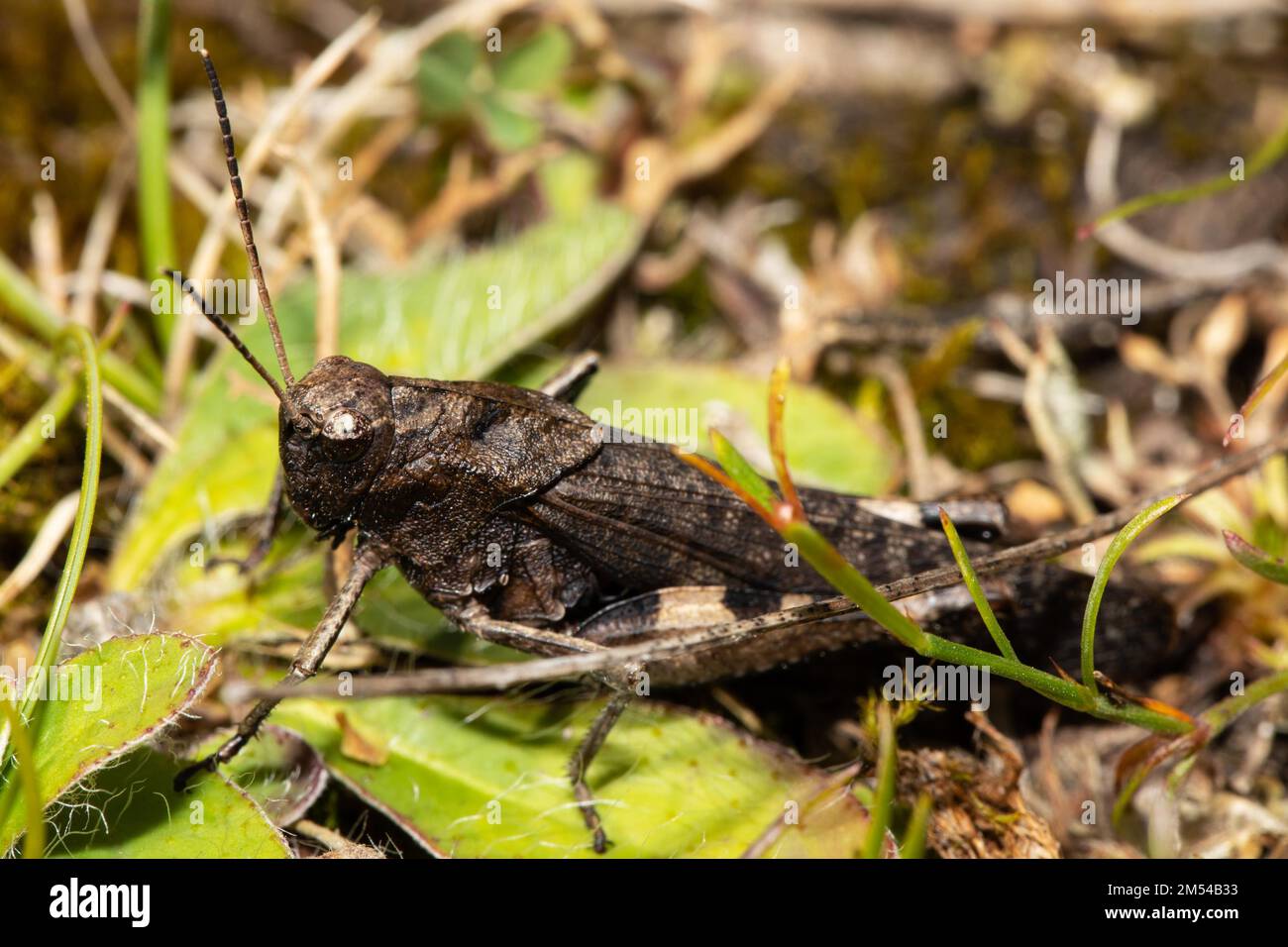Red-winged snare-cricket sitting on ground looking left Stock Photo - Alamy