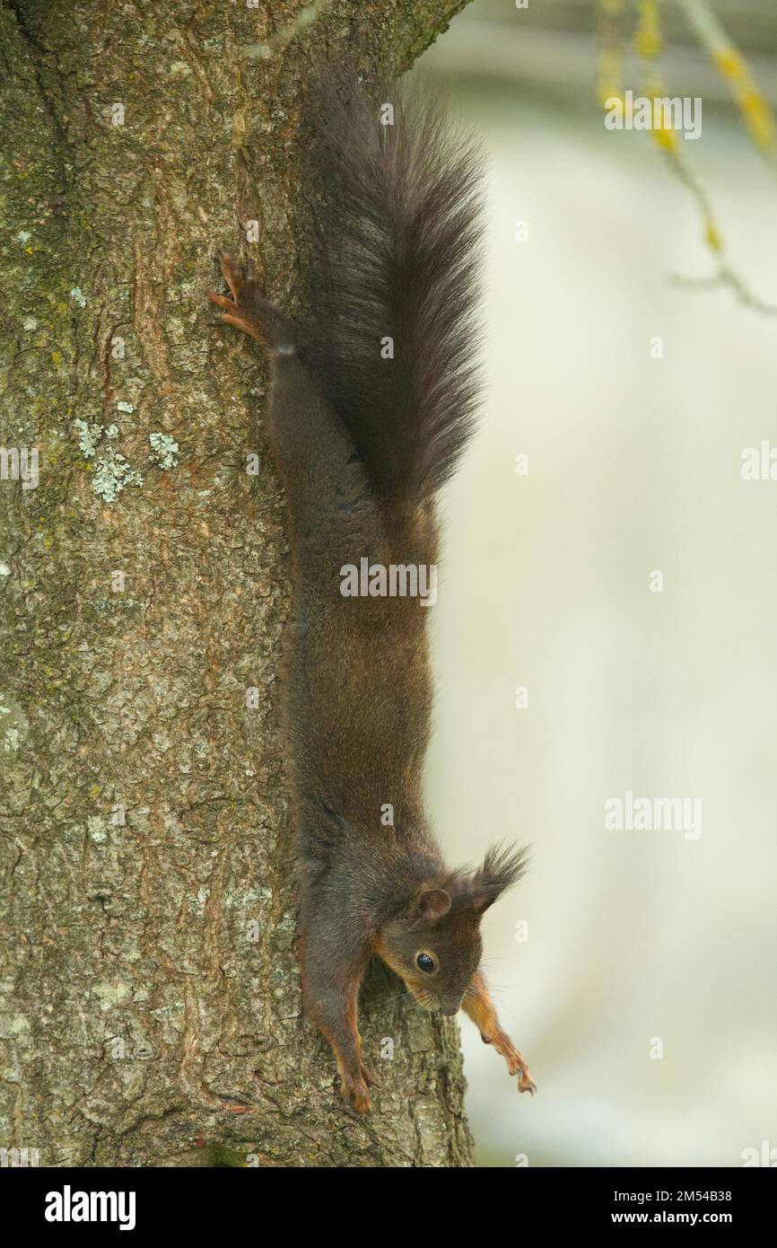 Squirrel hanging on tree trunk with outstretched hands looking down on ...