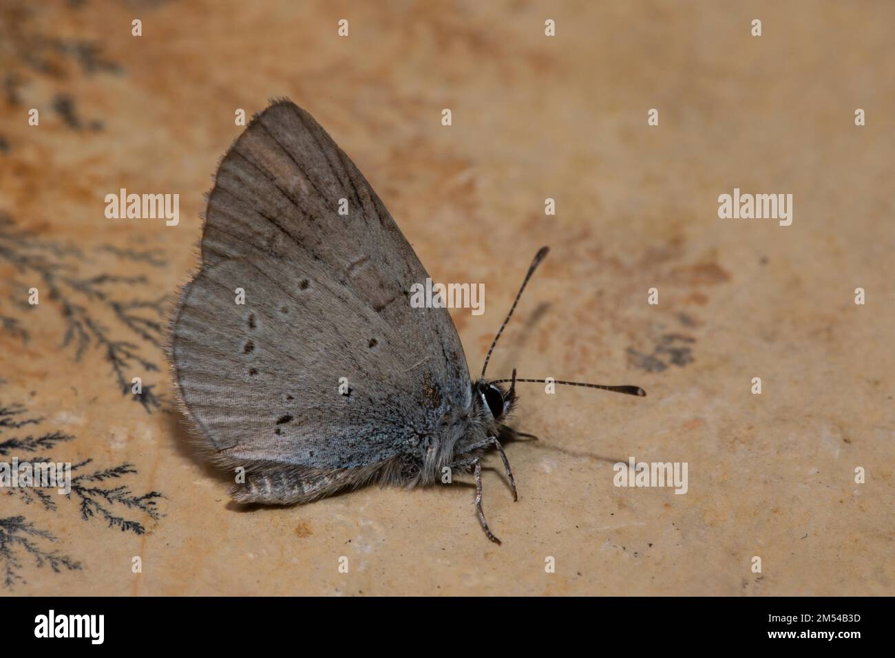Dwarf Blue butterfly with closed wings sitting on stone slab seen on ...