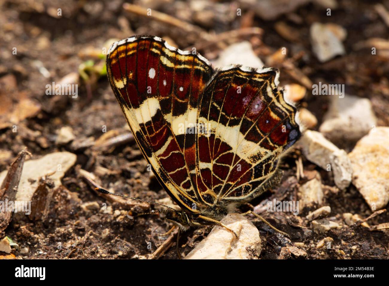 Common moth butterfly with closed wings sitting on ground looking left ...