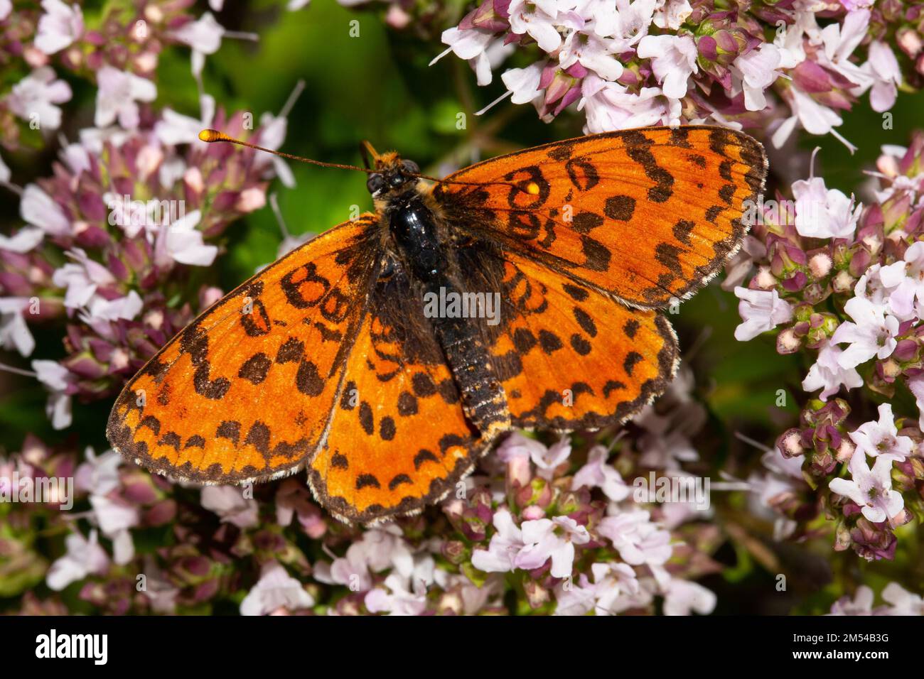 Red Melitaea butterfly butterfly with open wings sitting on pink flower ...