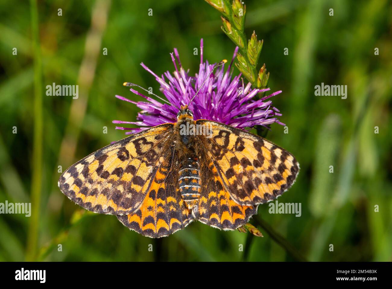 Red Melitaea butterfly butterfly with open wings sitting on purple ...